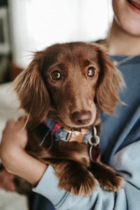 Our Puppy’s Parents - Dixon Dachshunds